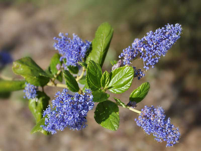 Ceanothus 'Ray Hartman' (California Lilac)